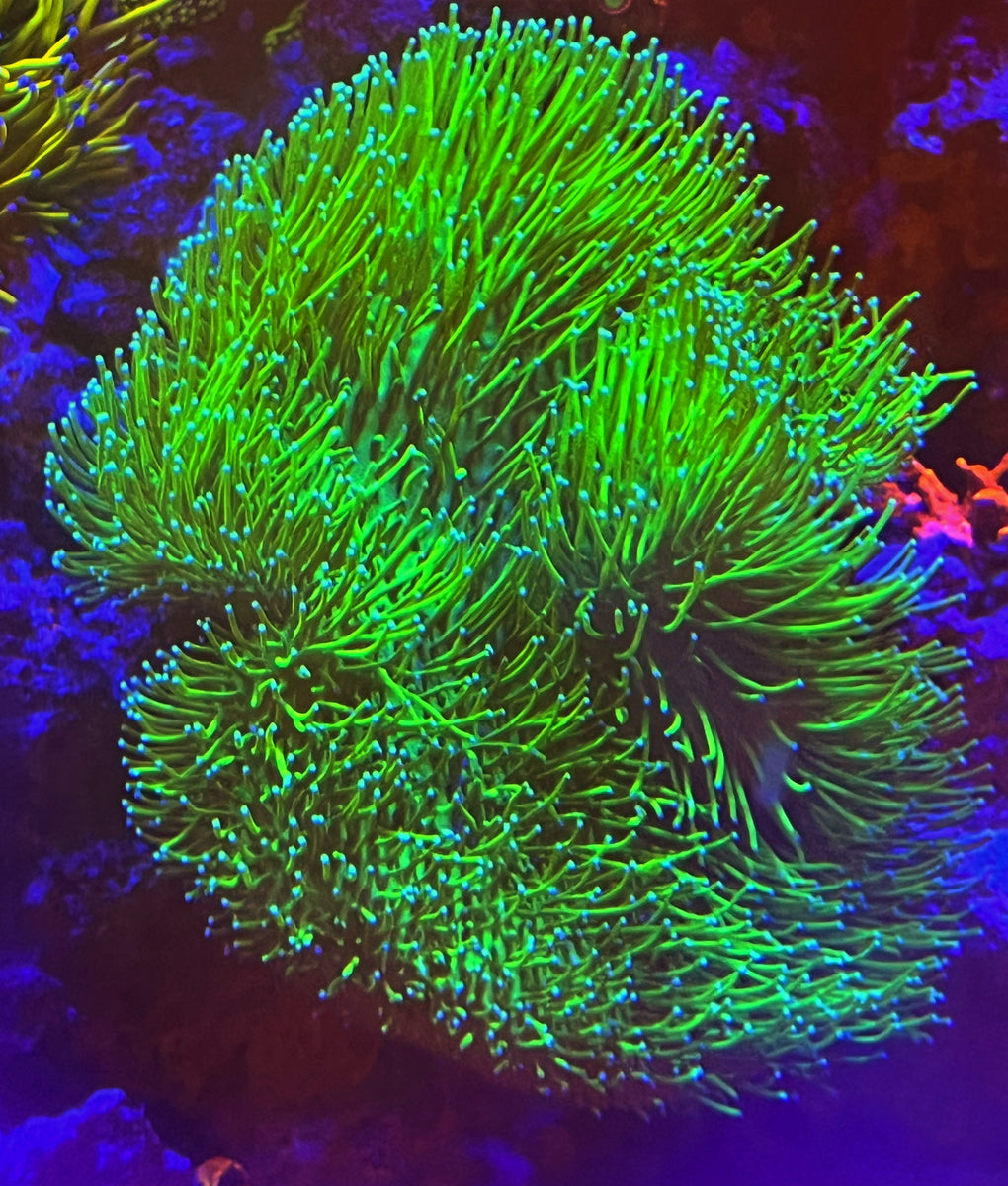 Pisces Signature Neon Green Toadstool – Pisces Fish And Coral