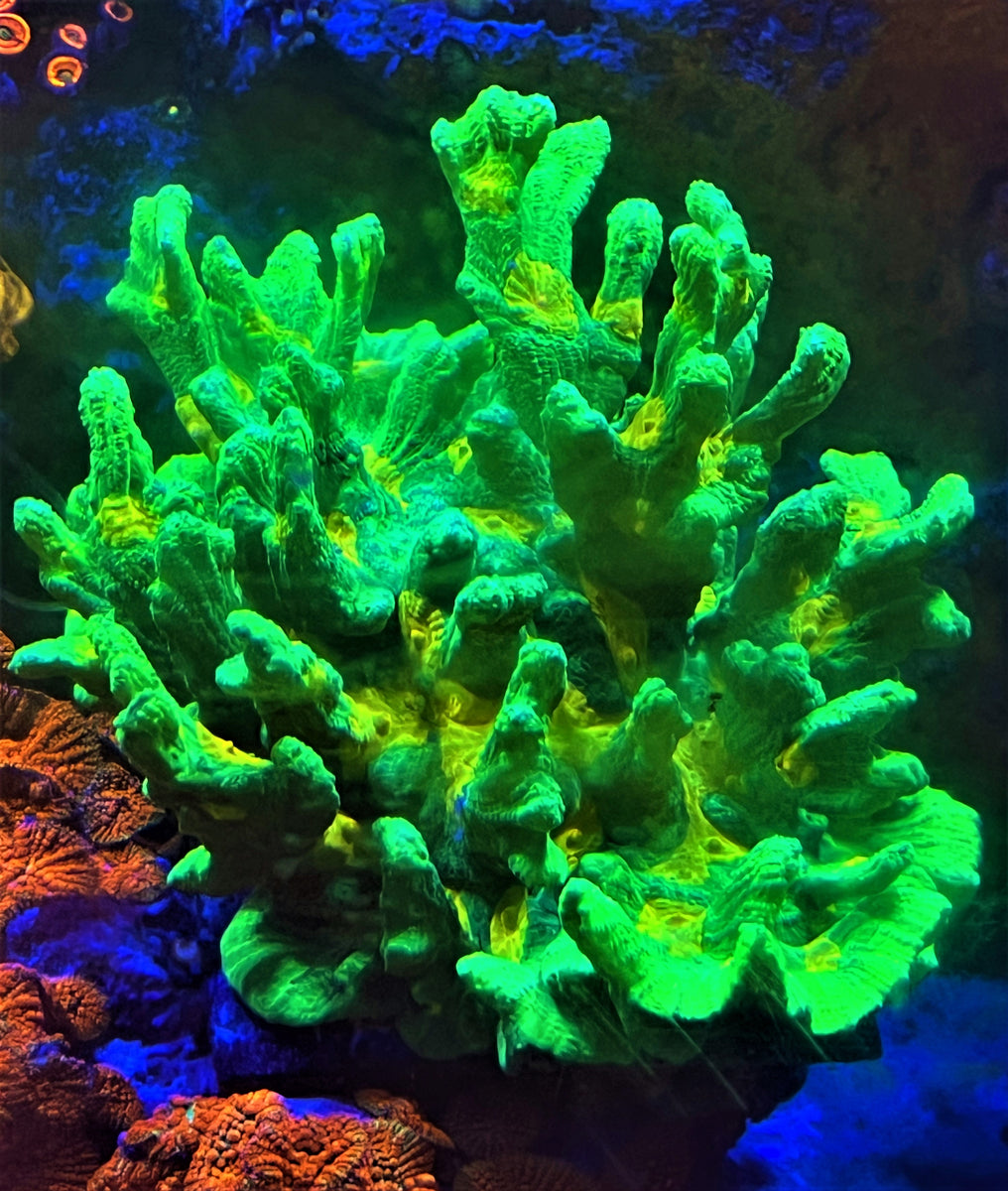 Space Invader Pectinia – Pisces Fish And Coral